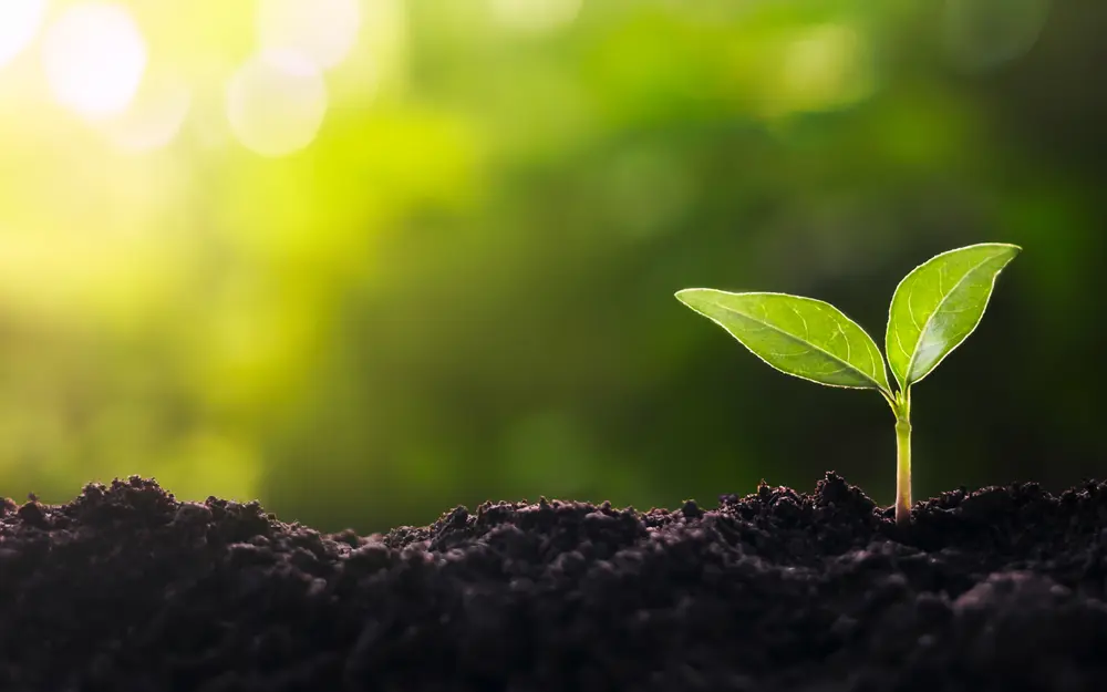 What Does Net Zero Carbon Mean | GHD Explainers