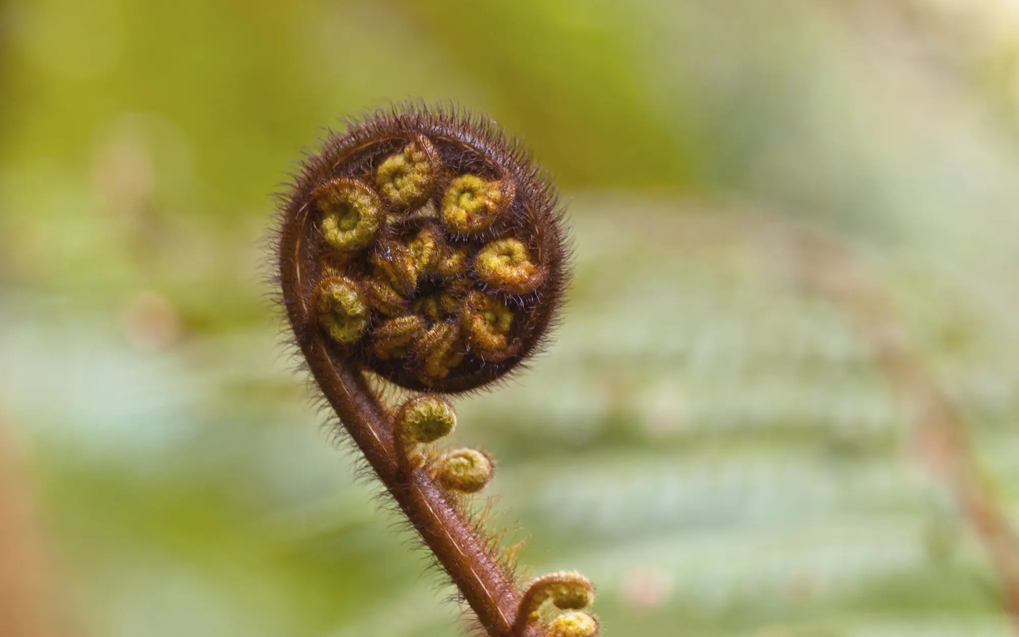 Weaving Te Ao Maori into climate action