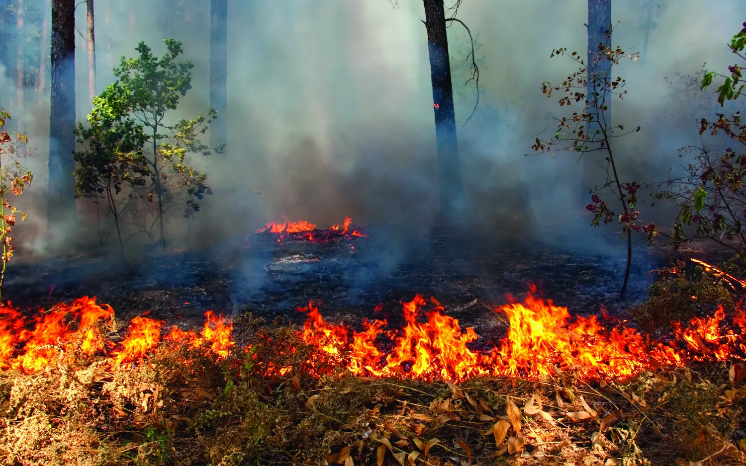 Automated Wildfire Monitoring and Reporting | GHD Projects